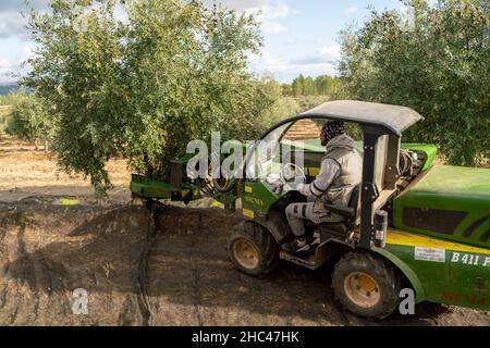 Tree shaker vibrating machine used to harvest olives on a olive grove ...