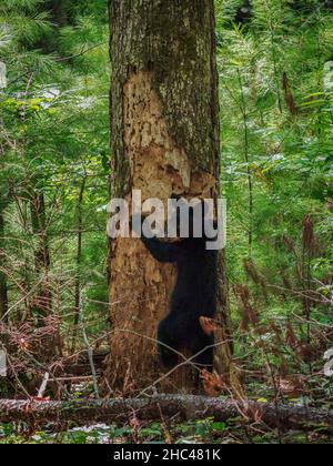 Vertical shot of a black bear trying to climb a tree Stock Photo - Alamy