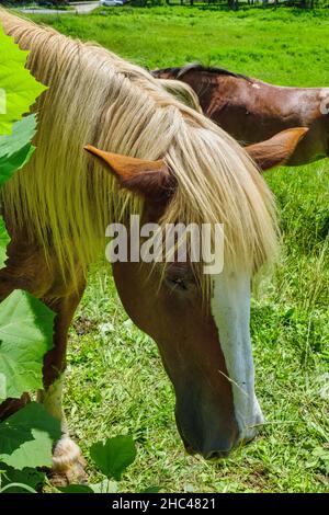 A closeup shot of a brown horse in a field during sunset Stock Photo ...
