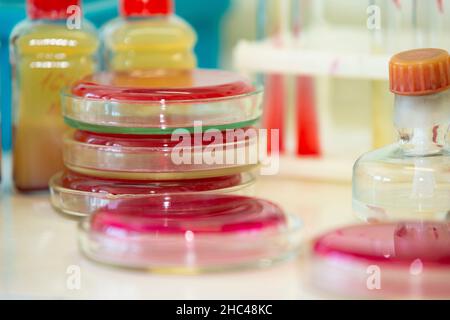 Bacterial colonies of streptococci with alpha hemolytics on a blood ...