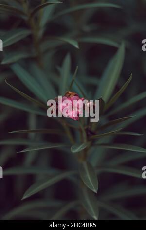 A vertical closeup shot of drying old leaves on a branch Stock Photo ...