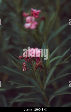A vertical closeup shot of drying old leaves on a branch Stock Photo ...