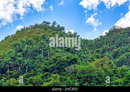 Scenics in Hanabanilla Natural Reserve Cuba Stock Photo - Alamy