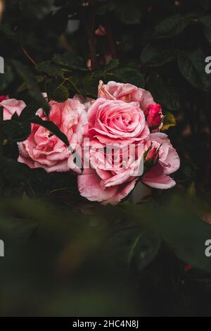 Vertical closeup shot of pink roses isolated on a purple background ...