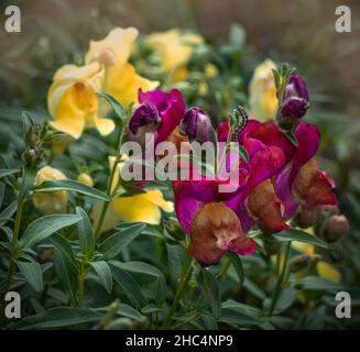 Snapdragon,Scrophulariaceae,yellow flower beautiful in garden Stock ...