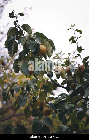 Closeup of a branch of fresh ripe Quince in the tree Stock Photo - Alamy