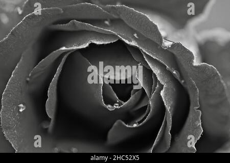 Grayscale shot of a rose Stock Photo - Alamy