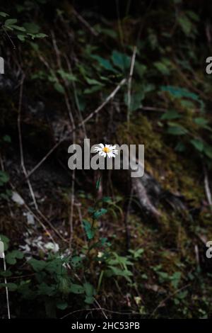 A vertical shot of beautiful common daisy flowers in a field Stock ...