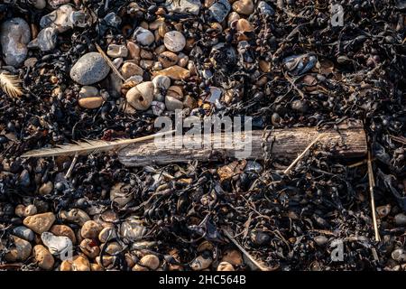 Feathers and seaweed on a peebly beach Stock Photo - Alamy
