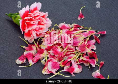 Pressed carnation flower petals in pink and white Stock Photo - Alamy