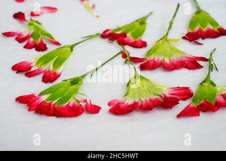 Pressed carnation flower petals in pink and white Stock Photo - Alamy