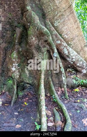 These are the Amazon trees that keep the planet cool. Typical amazon ...