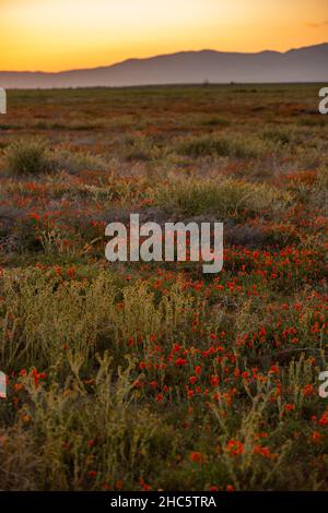 Sunset view of a super bloom poppy field in Lancaster, California, USA ...