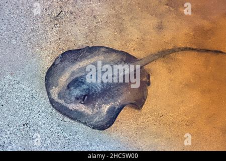 Round stingray (Urobatis halleri), Cahuita National Park, Costa Rica ...