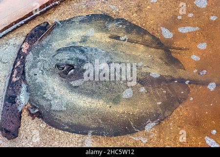 Round stingray (Urobatis halleri), Cahuita National Park, Costa Rica ...