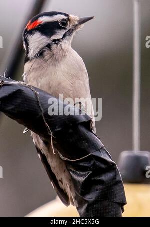 Woodpecker stretches back on a high perch Stock Photo - Alamy