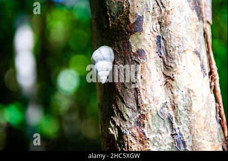 Closeup shot of a snail on the flower/ beautiful background Stock Photo ...