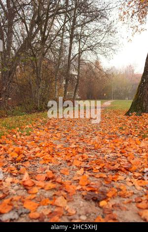Vertical shot of a fallen maple leaf on the moss in a forest in the ...
