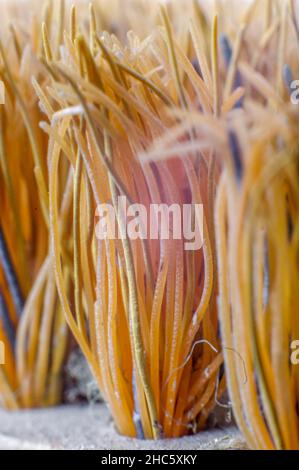 Vertical shot of beautiful corals under the deep blue Stock Photo - Alamy