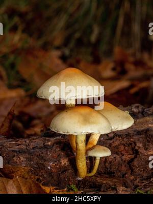 Vertical shot of wild mushrooms growing in the forest Stock Photo - Alamy