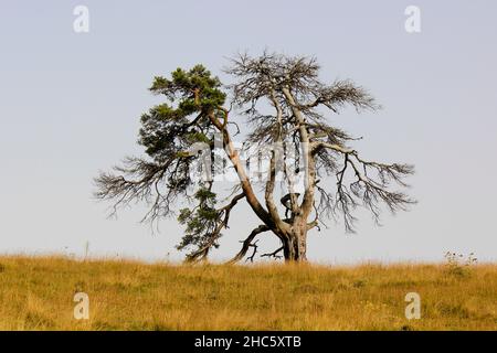 half dead tree Stock Photo - Alamy