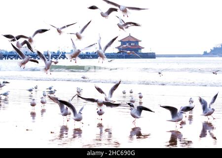 Seagulls fly at the seaside in Qingdao City, east China's Shandong ...
