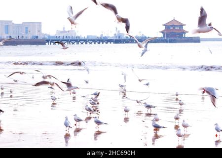 Seagulls fly at the seaside in Qingdao City, east China's Shandong ...