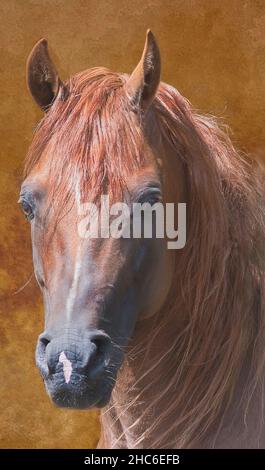 A vertical shot of the face of a brown horse in a shed Stock Photo - Alamy