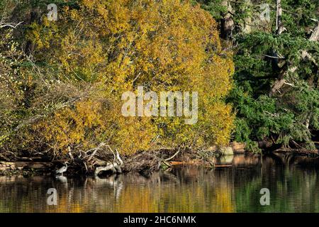 Fall Colors at Esquimalt Lagoon, Victoria, BC Canada Stock Photo - Alamy