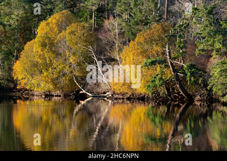 Fall colors at Esquimalt Lagoon, Victoria, BC Canada Stock Photo - Alamy