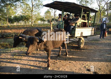 Buffalo cart for jungle safari at Gorumara National Park. The Dooars ...