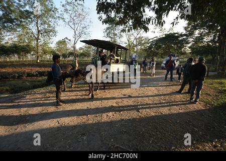 Buffalo cart for jungle safari at Gorumara National Park. The Dooars ...