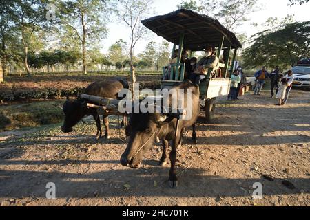 Buffalo cart for jungle safari at Gorumara National Park. The Dooars ...