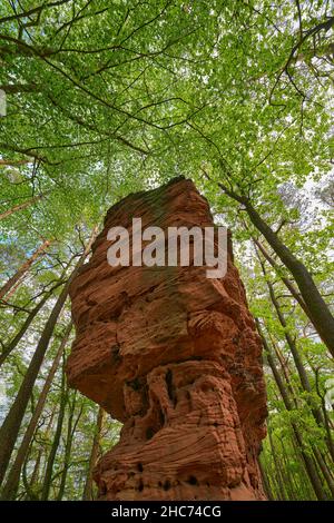A high angle shot of green branches above a river in Langelsheim, Lower ...