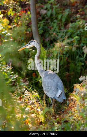 A vertical shot of a blue heron standing on a wooden branch Stock Photo ...