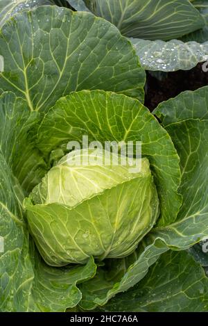 Fresh ground-cabbage close-up. Organic cabbage from the farm. Growing ...