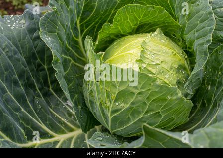 Fresh ground-cabbage close-up. Organic cabbage from the farm. Growing ...