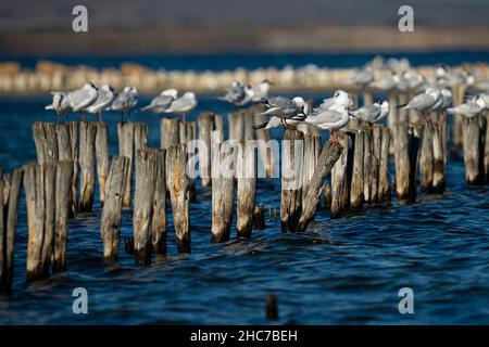 A beautiful shot of seagulls at a beach during the day Stock Photo - Alamy