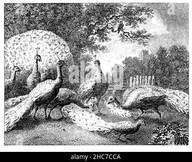 The Jackdaw and the Peacocks, Aesop's Fables illustration by Percy ...
