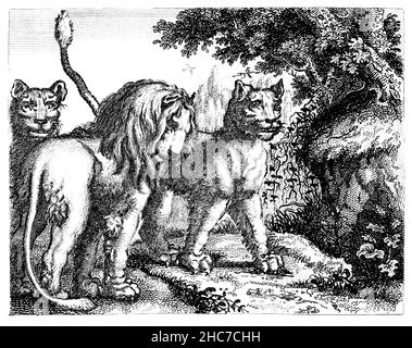 The Lion and the Mouse from AEsop's fables Illustrated by Joseph ...