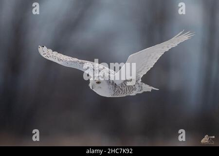 A closeup shot of beautiful birds flying in the sky at sunset Stock ...