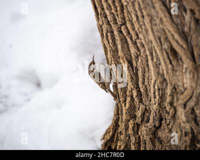 Little bird Eurasian treecreeper crawling on a tree. Cute interesting ...