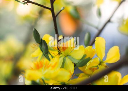 Yellow Mai Flower (Hoa Mai), the blossom is considered the ...