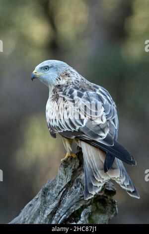 Red kite perched in an oak tree with blue sky background Stock Photo ...
