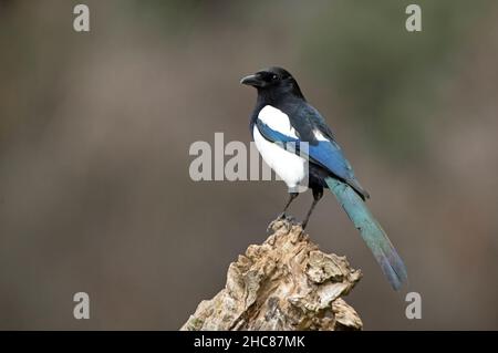 Common magpie with the last light of the day in a pine and oak forest ...