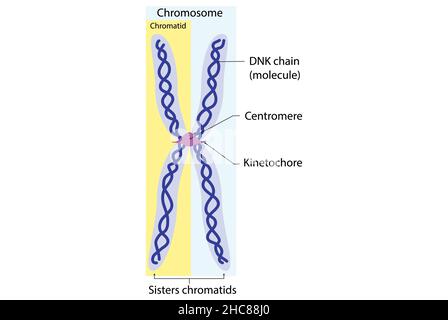 Chromosome, chromatid and dnk molecule, basic structure Stock Photo - Alamy