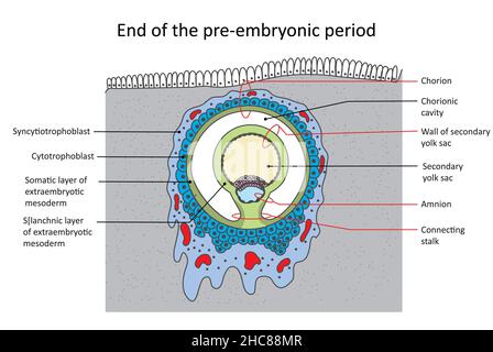 Chorionic Cavity
