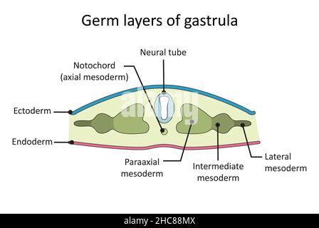 Gastrula. The cells of endoderm and ectoderm. The stage of segmentation ...