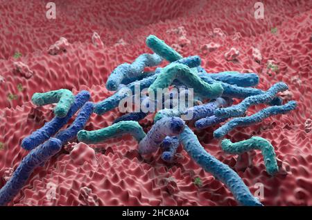 Helicobacter Pylori Bacteria field on the stomach wall - isometric view ...