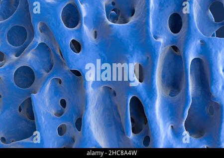 Knee joint with healthy cartilage, front and back- 3D Rendering Stock ...